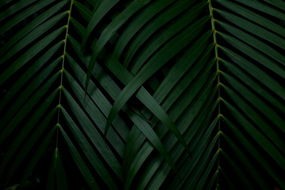 Feather palms - MyPalmShop - MyPalmShop