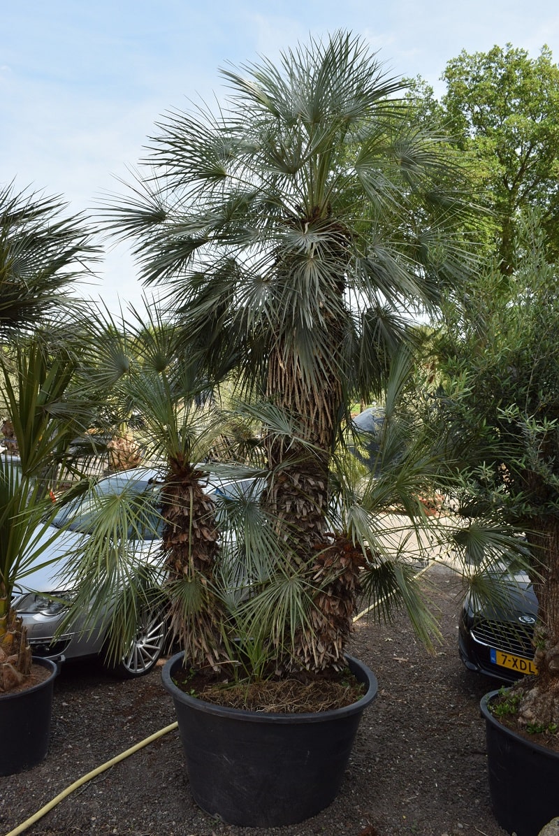 Buying Chamaerops humilis Cerifera? You can find them here! - MyPalmShop