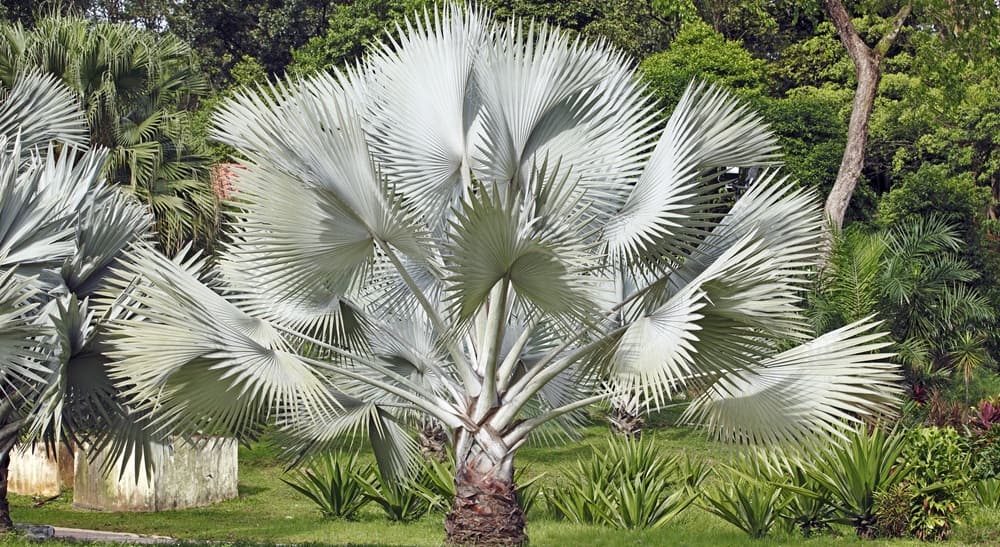 Buying palm trees | Find the most beautiful palm trees - MyPalmShop