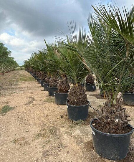 Jubaea chilensis - fat trunk 60-70 cm - total height 200+ cm - pot 160 ...