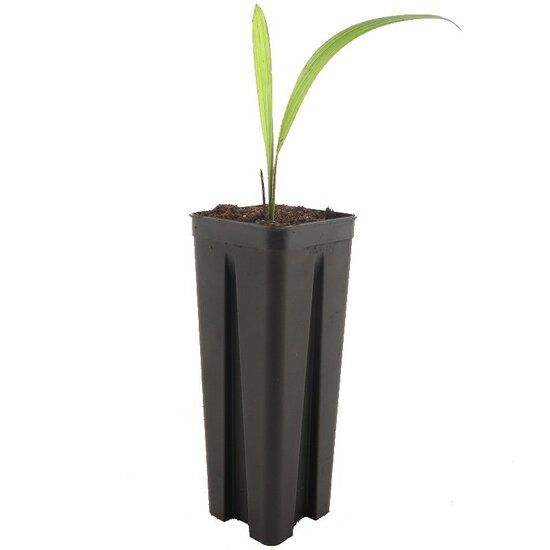 Trachycarpus Tesan - pot 7 x 7 cm - MyPalmShop