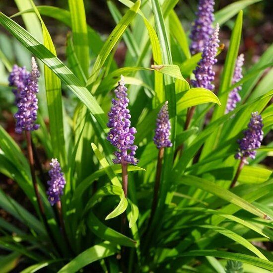 Liriope muscari Moneymaker - set of 3 - MyPalmShop