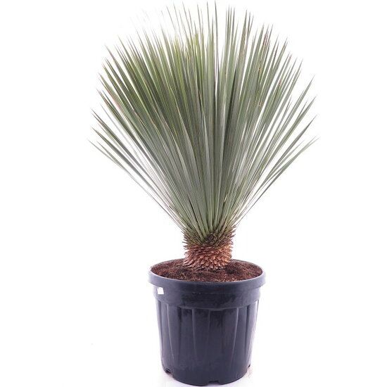 Yucca rostrata - total height 120-140 cm - pot Ø 45 cm - MyPalmShop