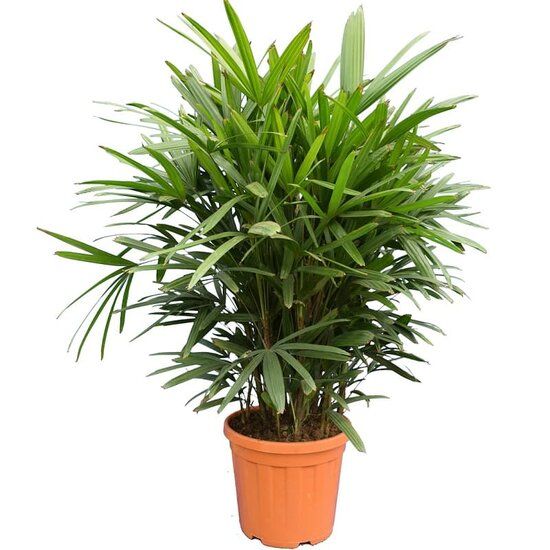 Rhapis excelsa Multitrunk - pot Ø 28 cm - MyPalmShop