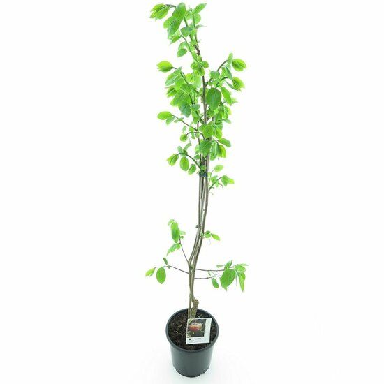 Diospyros kaki - Nikita's Gift - total height 80-100 cm - pot Ø 17 cm ...