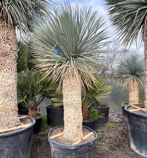 Yucca rostrata - trunk 130-140 cm - MyPalmShop