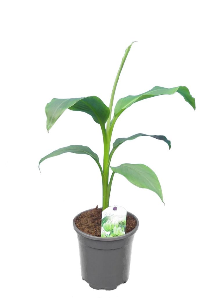 Musa basjoo P17 - MyPalmShop