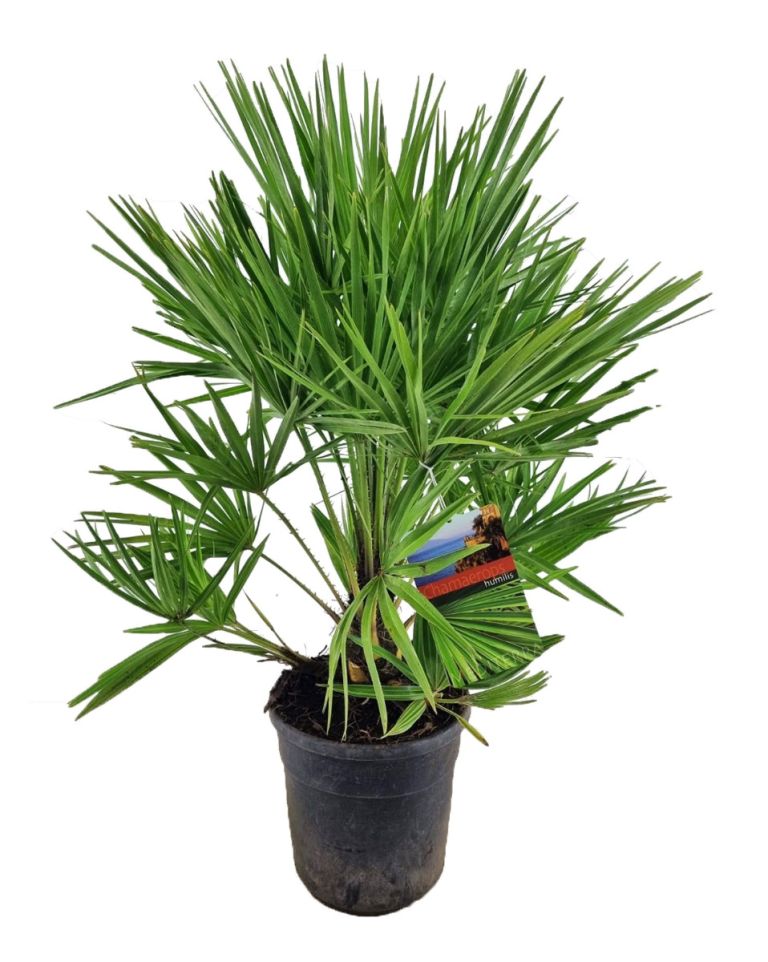 Chamaerops humilis P24 - MyPalmShop