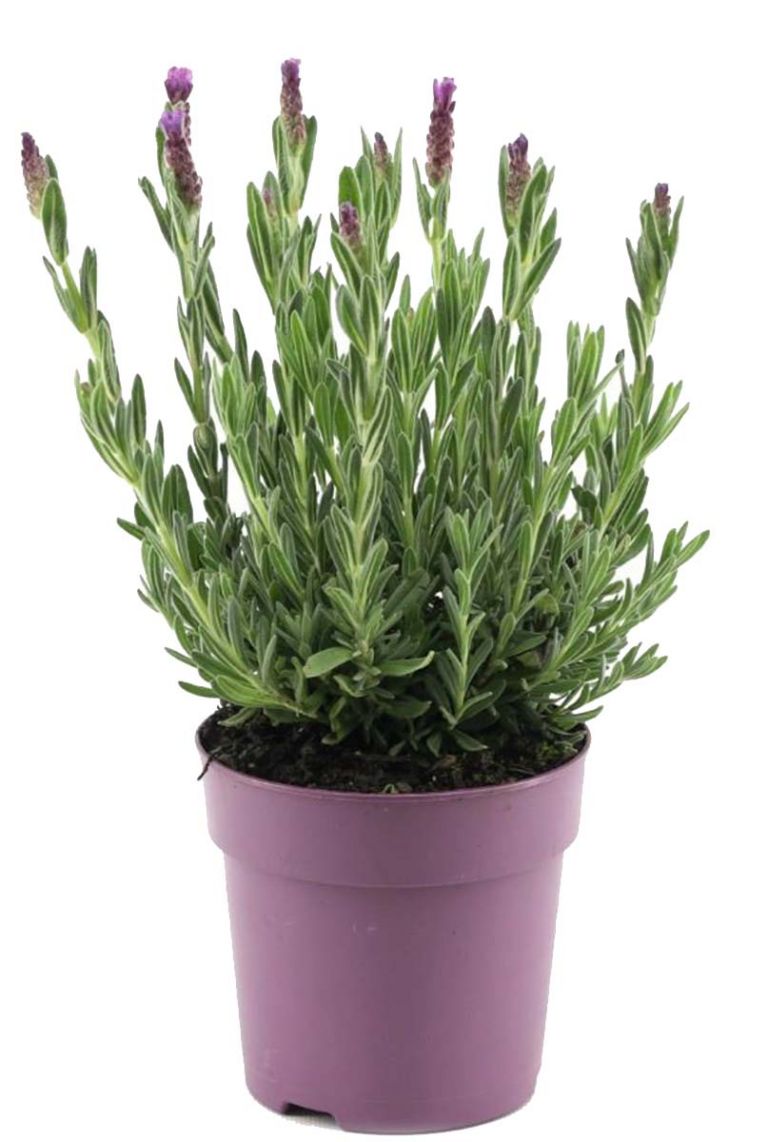 Lavandula stoechas Anouk buy | Mediterranean lavender – Mypalmshop ...