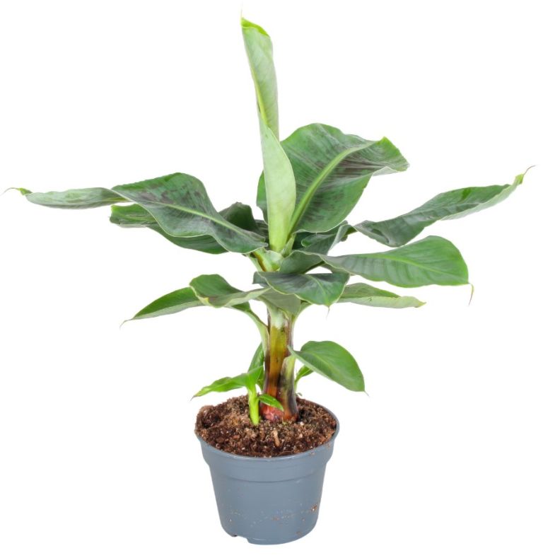 Musa Pastores Arbusto Imperio
