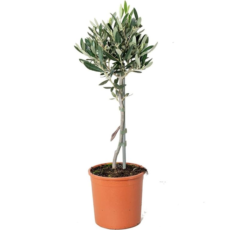 Olea europaea - sphere form - trunk height 30-50 cm - MyPalmShop