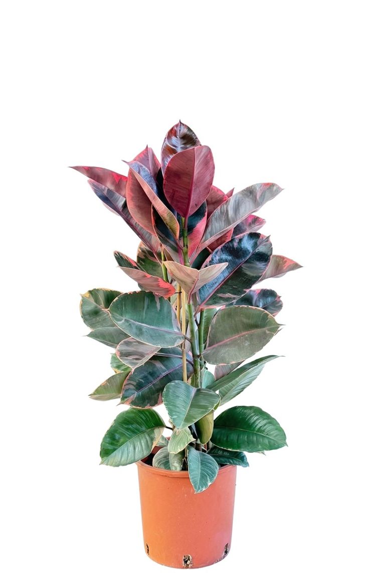 Ficus Elastica Belize buy | Glossy houseplant – Mypalmshop - MyPalmShop