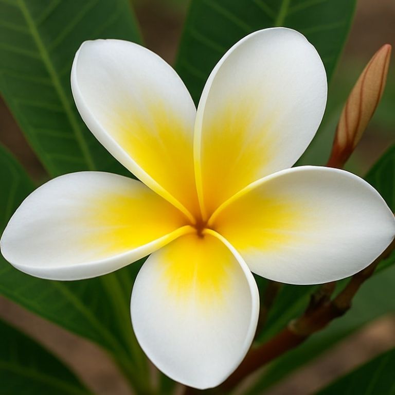 Plumeria alba - pot Ø 18 cm - MyPalmShop