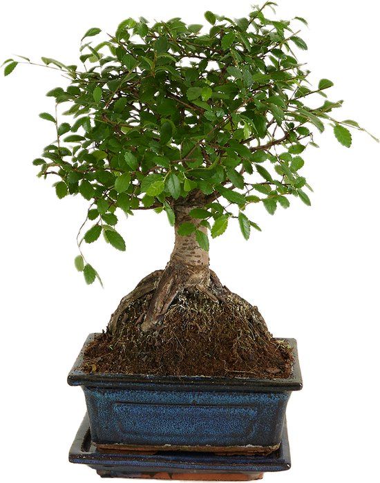 Ulmus parvifolia bonsai Ball P15 - MyPalmShop