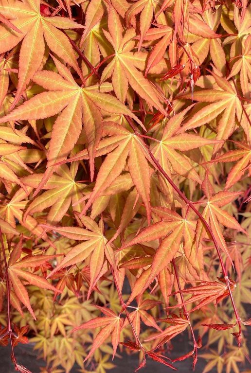 palmatum - MyPalmShop