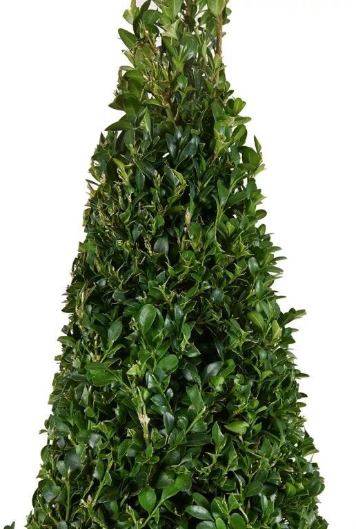 Buxus sempervirens Pyramid P21 - MyPalmShop
