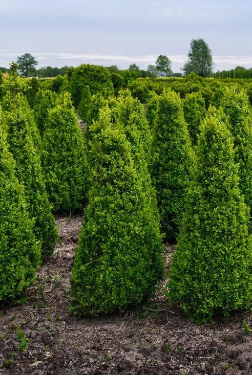 Buxus sempervirens Pyramid P21 - MyPalmShop