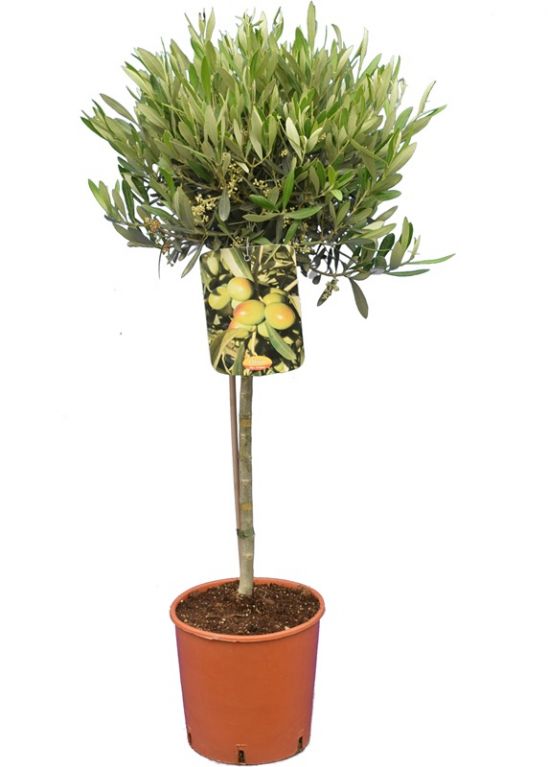 Olea europaea - Pot Ø 21 cm - MyPalmShop