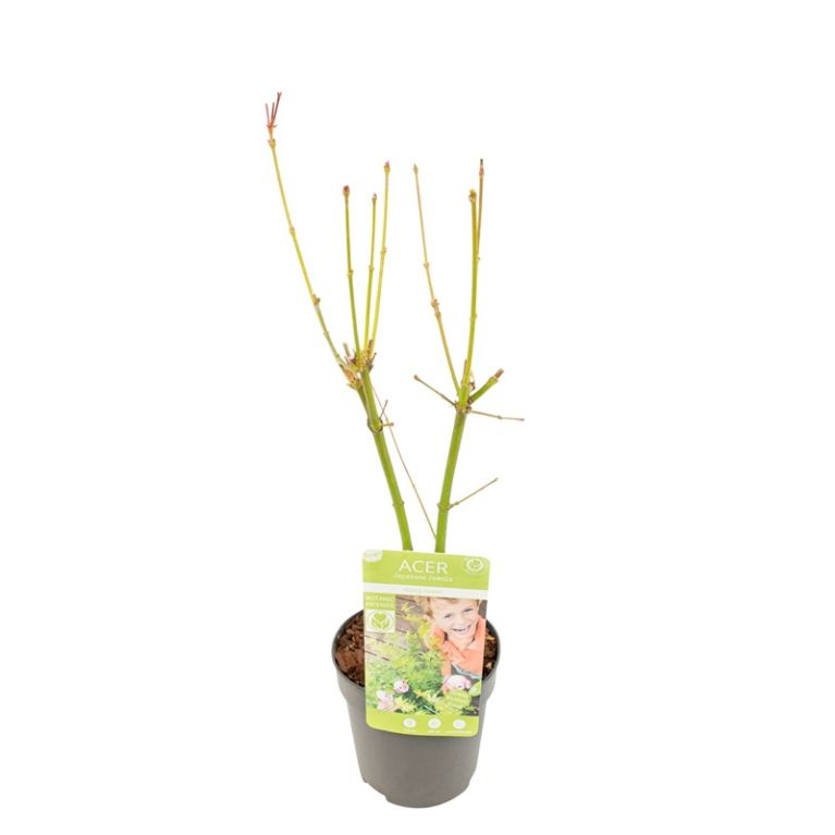 Acer palmatum Going Green - MyPalmShop