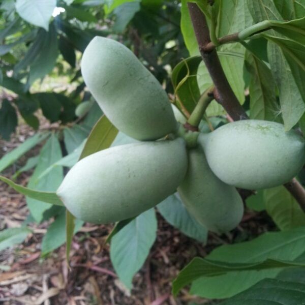 Asimina triloba Mc 1 - MyPalmShop