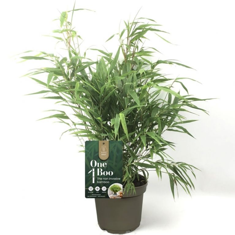 Fargesia One Boo - pot Ø 10 cm - MyPalmShop