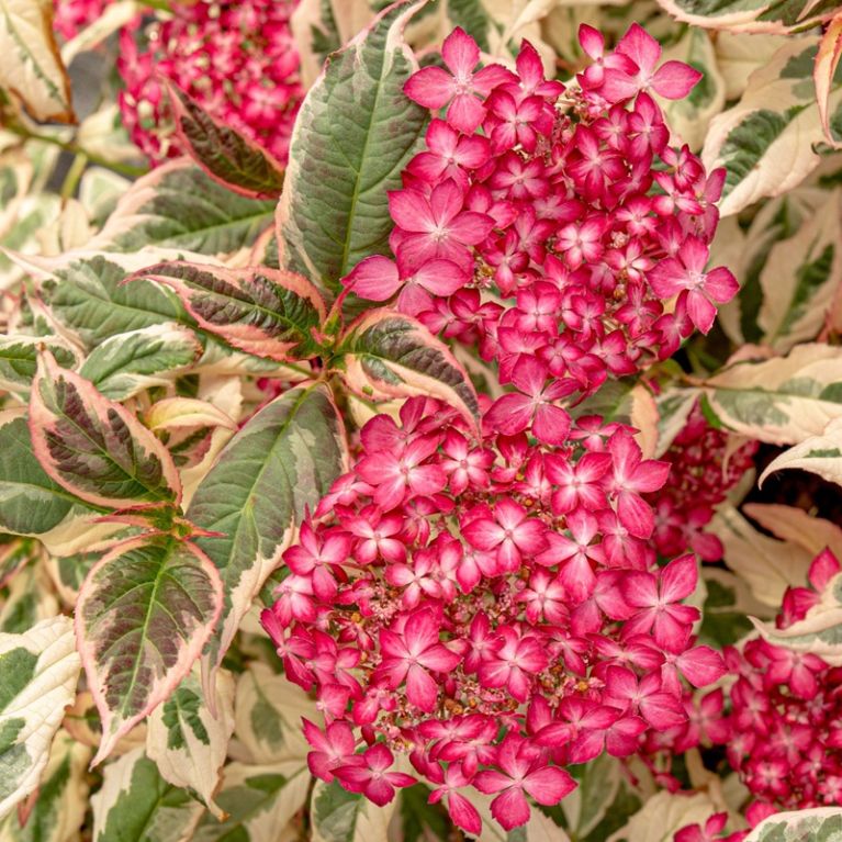 Hydrangea serrata Euphoria Pink - MyPalmShop