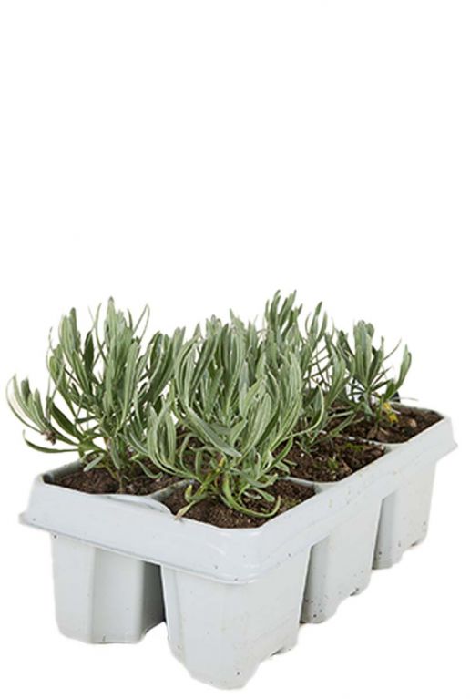 Lavandula angustifolia White 6-pack buy | White lavender – Mypalmshop ...