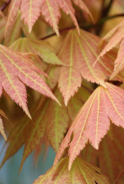 Buy an Acer Moonrise? - MyPalmShop