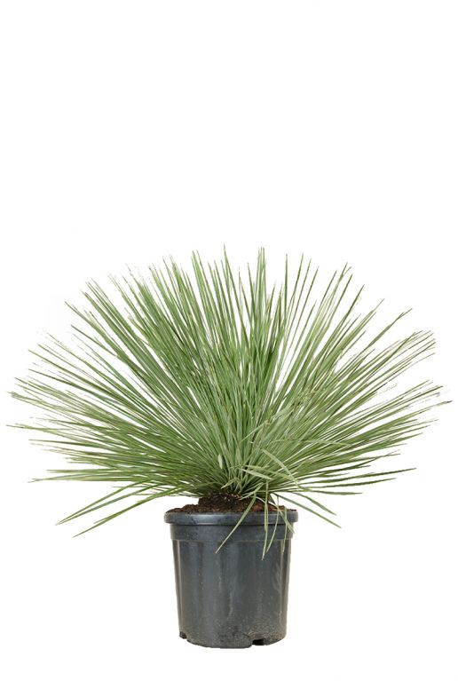 Yucca linearifolia - pot 30 cm - MyPalmShop
